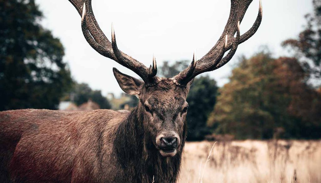 Advanced Tracking Techniques for Big Game Hunting